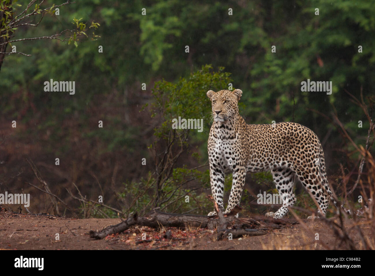 Side-on view of a male leopard Stock Photo - Alamy
