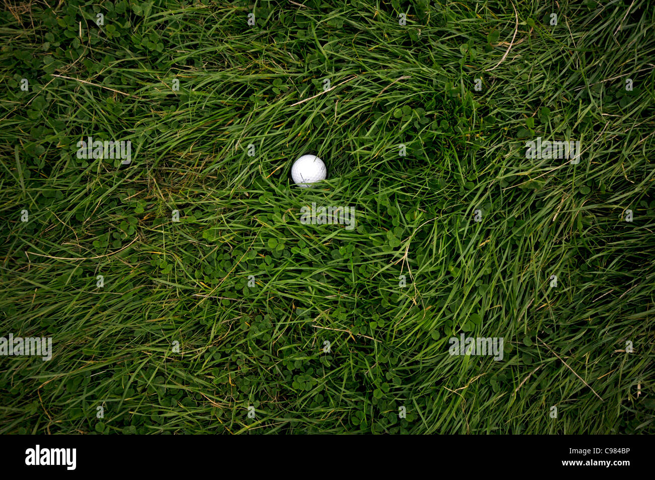 Golf ball on the rough, long grass, golf course Stock Photo - Alamy