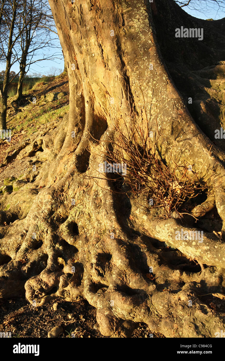 Tree roots twisted hi-res stock photography and images - Alamy