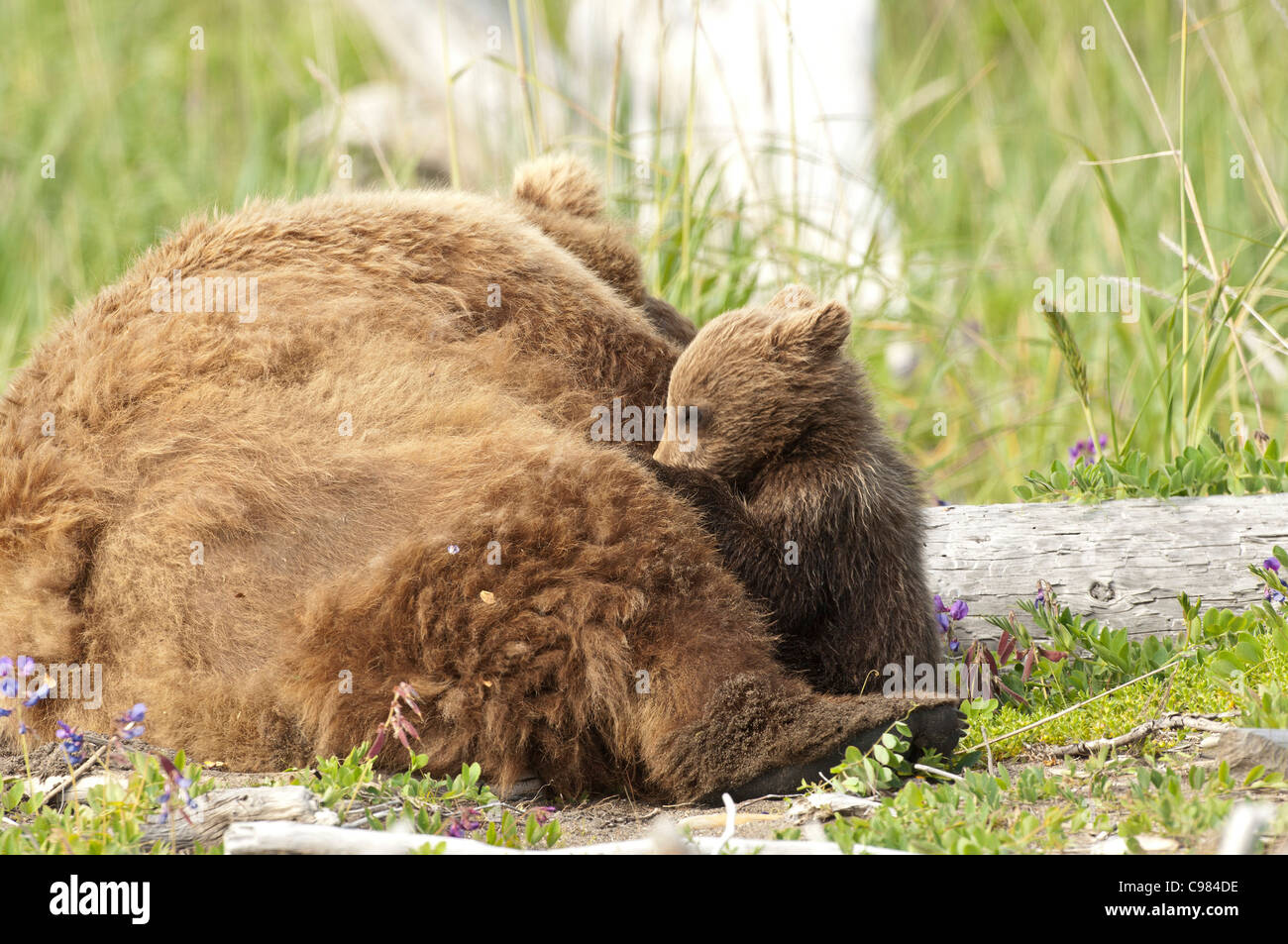 Sleeping Bear Cub