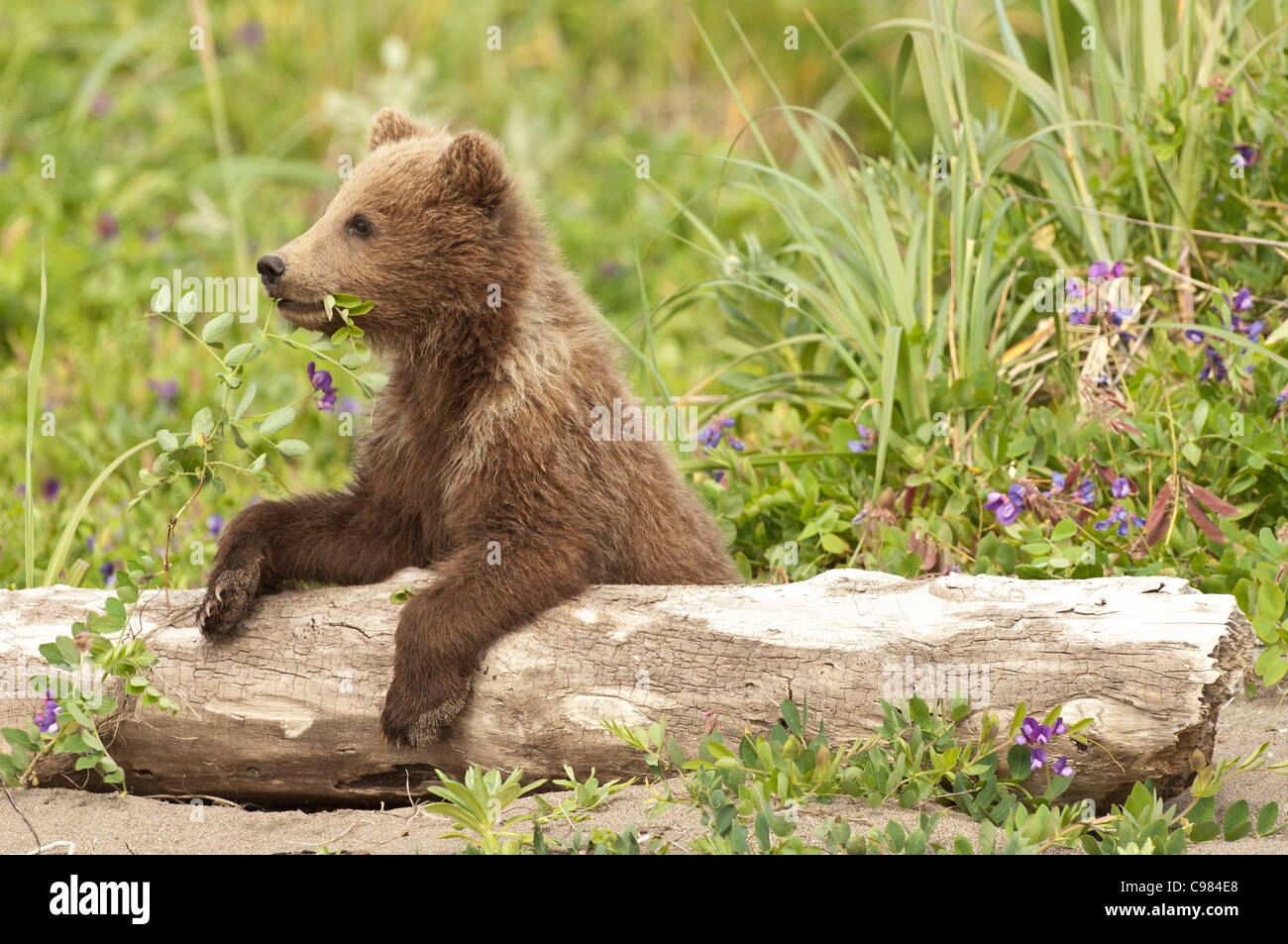 Stock photo of an Alaskan brown bear cub laying across a log feeding on ...