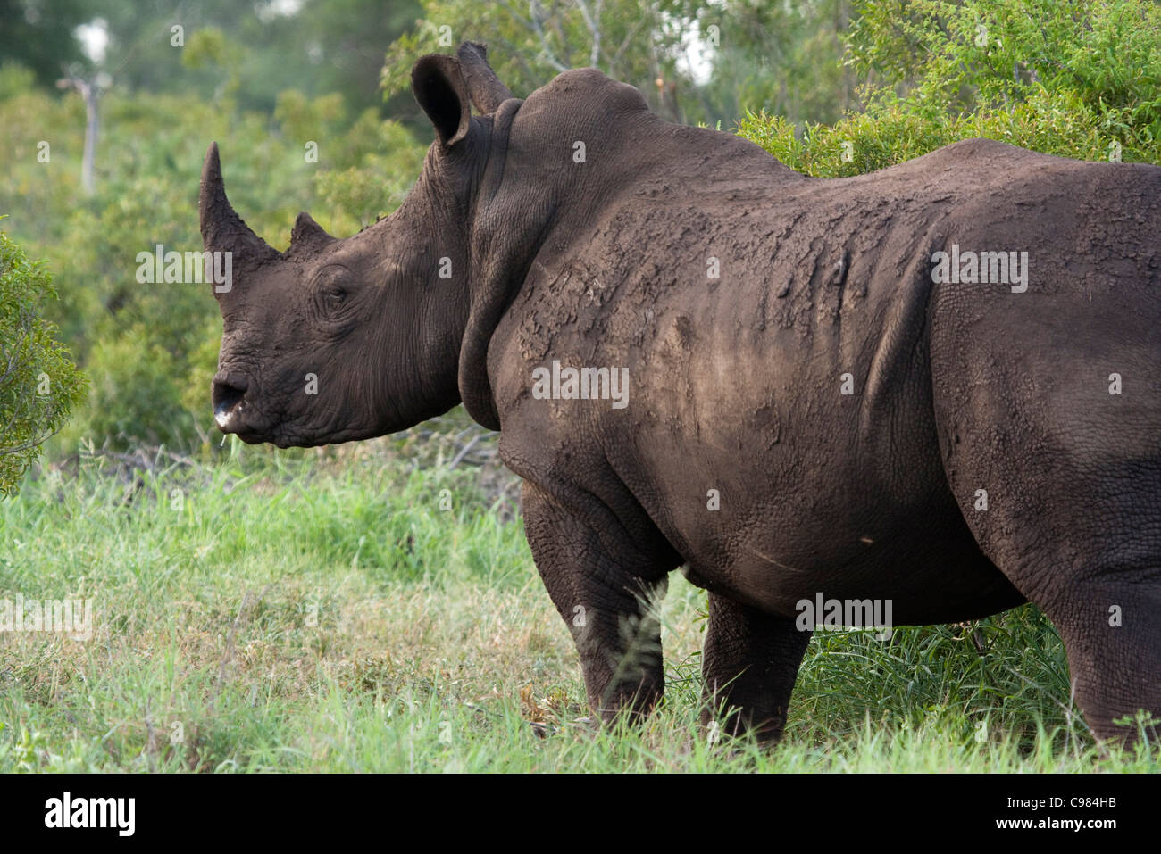 Rhino side view hi-res stock photography and images - Alamy