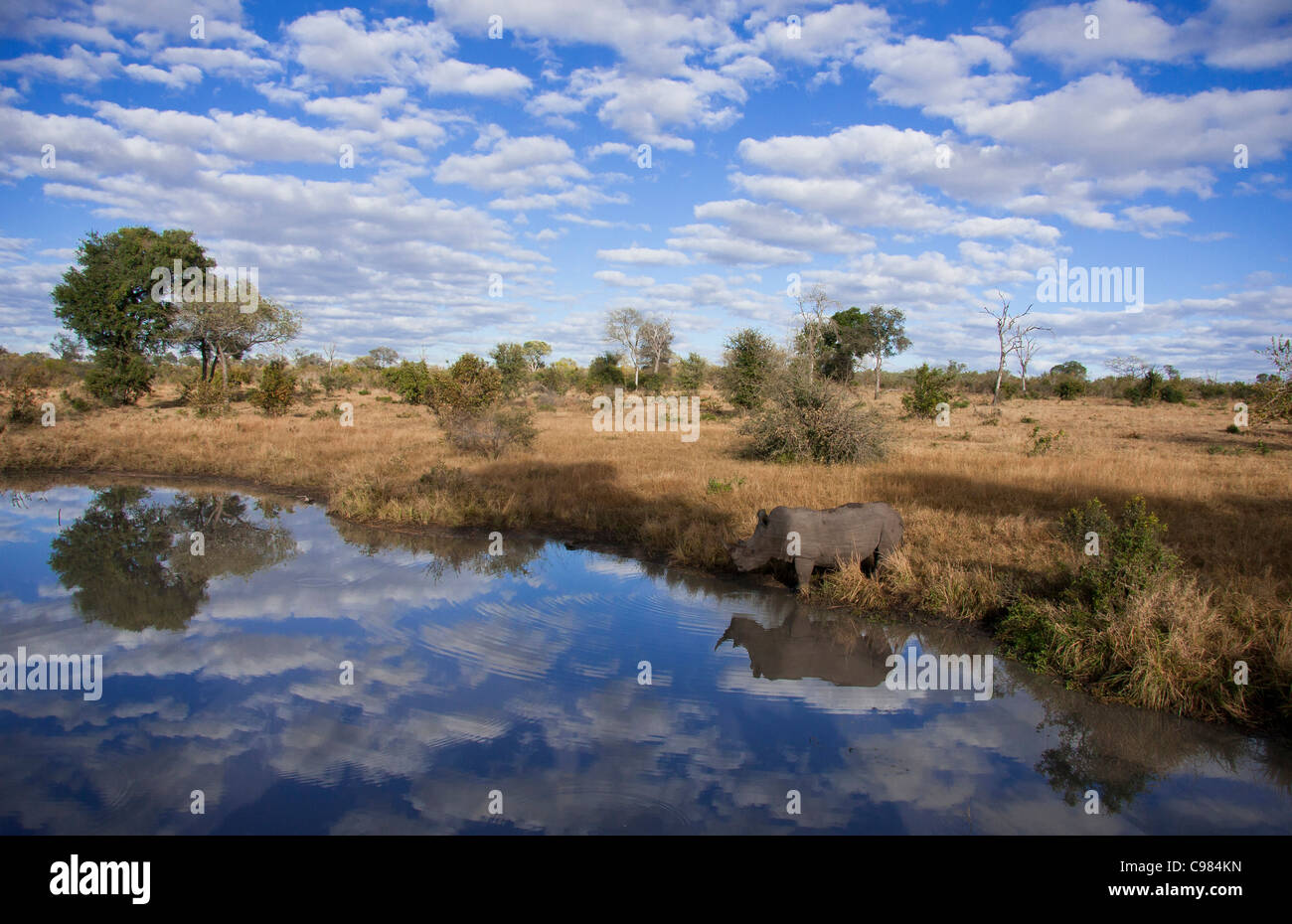 Scenic view of a white rhino drinking from a stream in open savannah ...