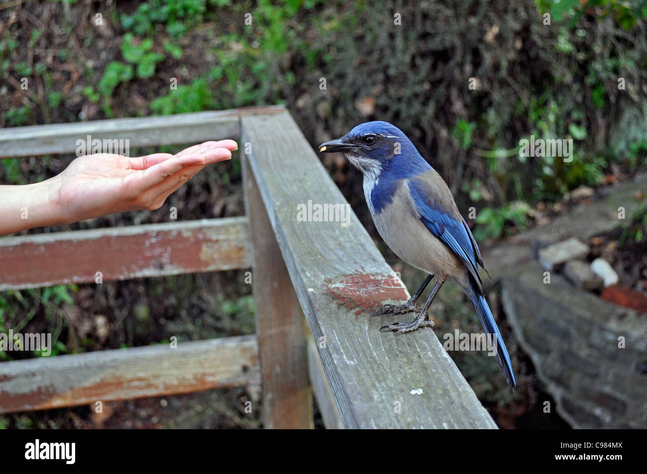 feeding peanuts to a Scrub jay, Aphelocoma coerulescens, on backyard ...