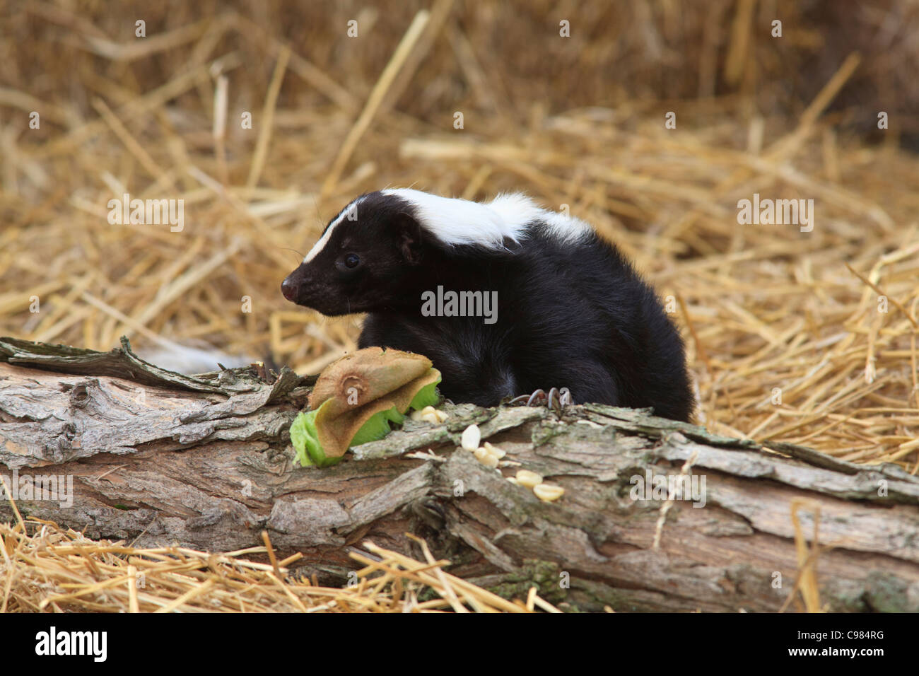 Striped Skunk (Mephitis mephitis Stock Photo - Alamy