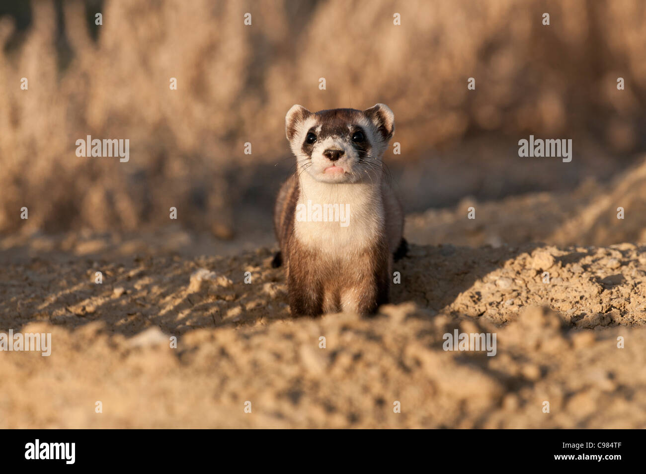 Stock photo of a wild black-footed ferret on his burrow Stock Photo - Alamy