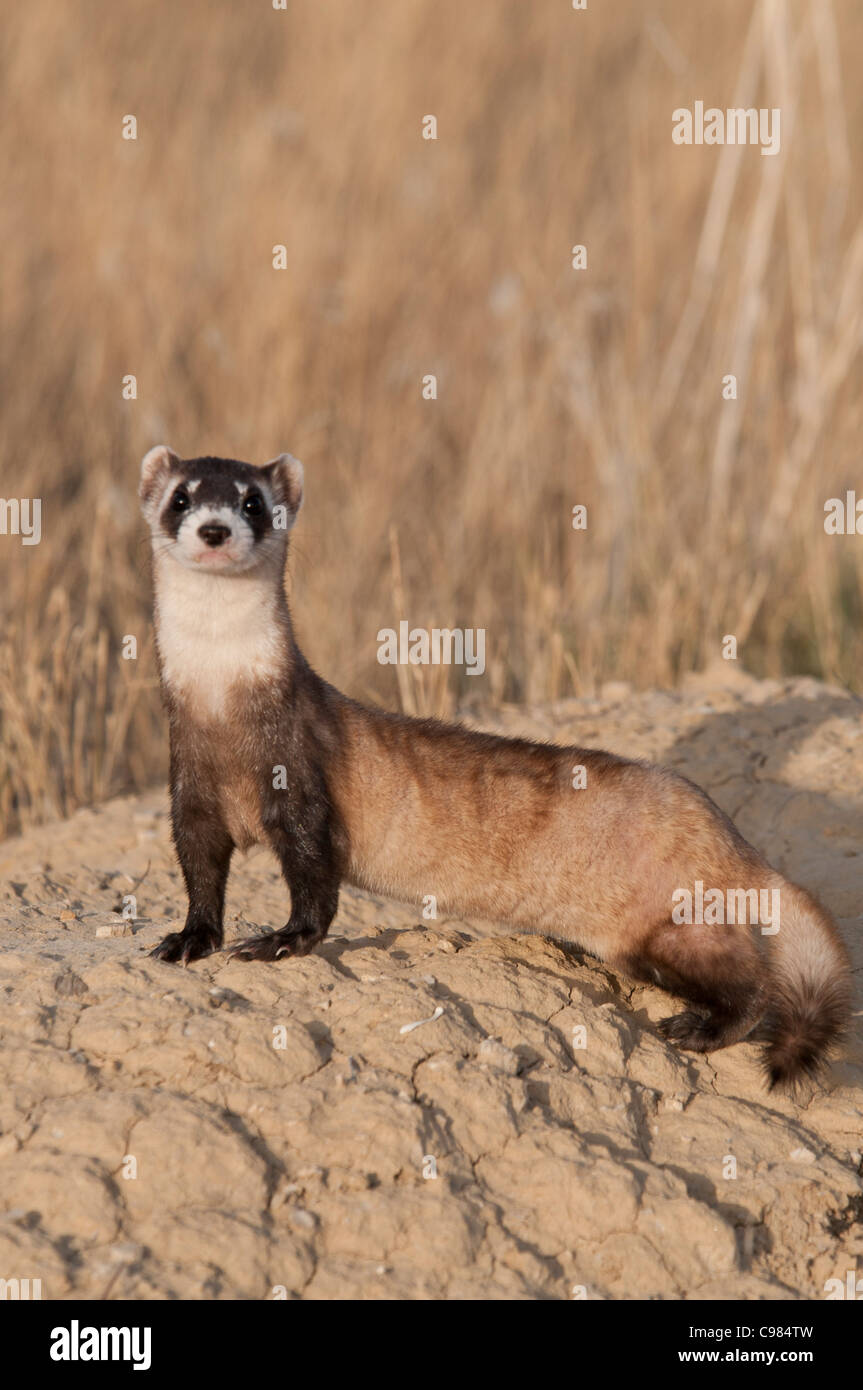 Stock photo of a wild black-footed ferret on his burrow Stock Photo - Alamy