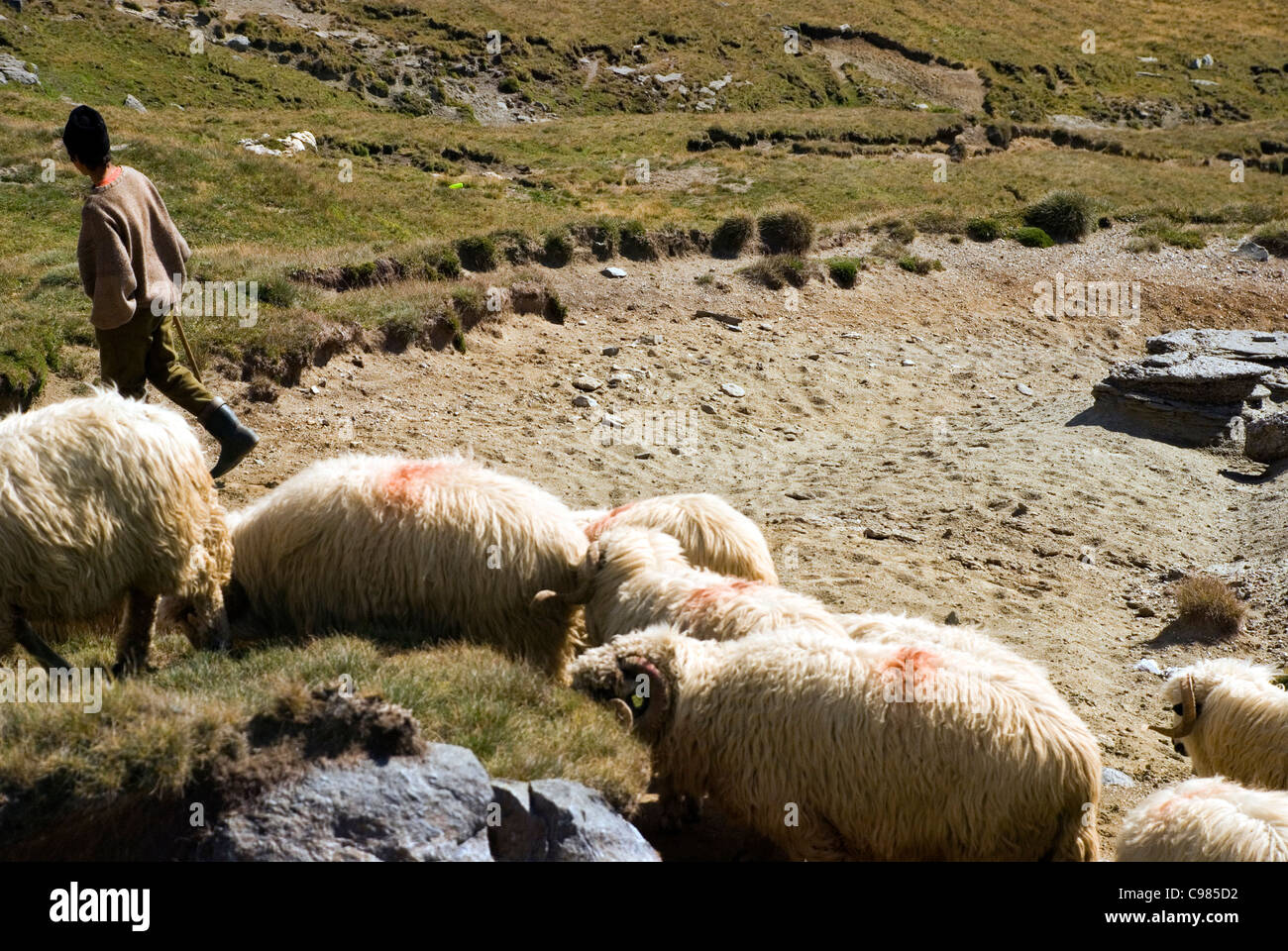 Sheep at a mountain area in Busteni, Romania Stock Photo - Alamy