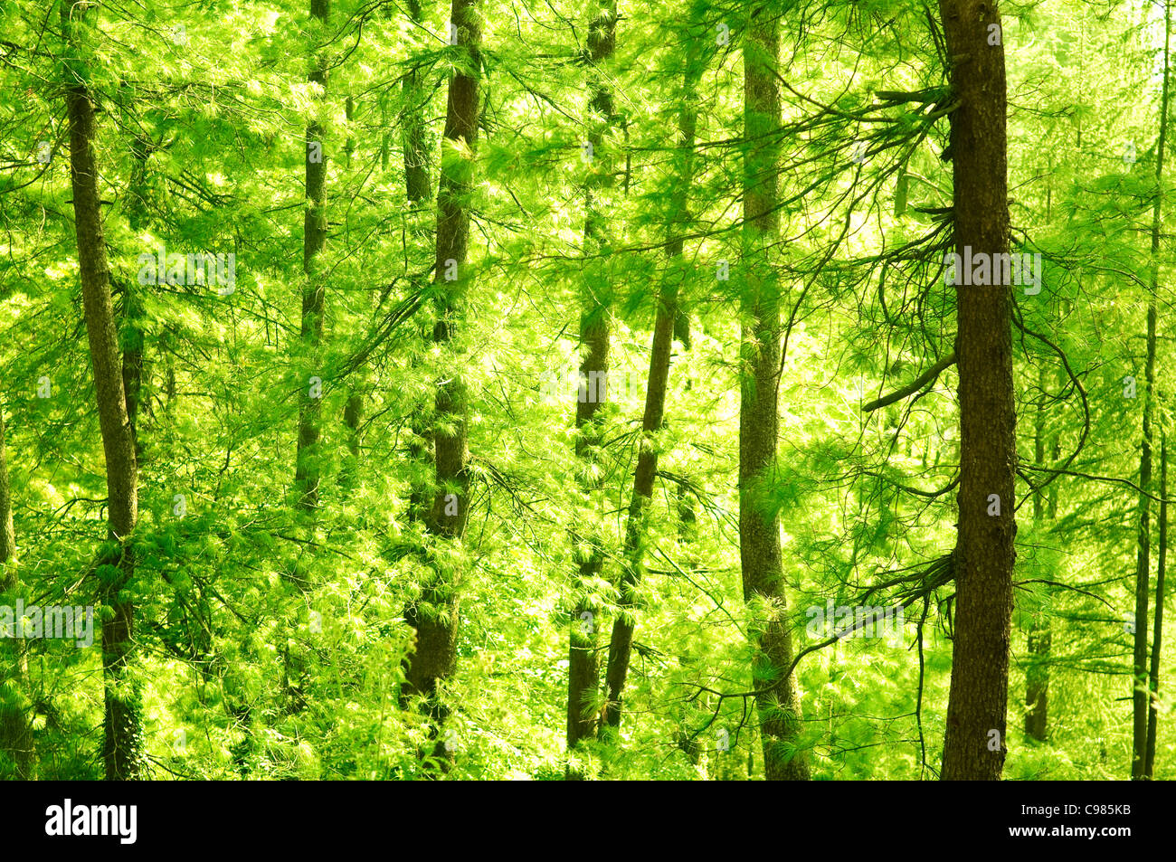 Pine tree in sunny day at Shimla, the capital city of Himachal Pradesh ...