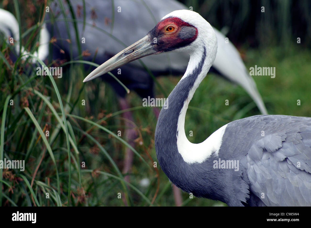 Black crane bird britain hi-res stock photography and images - Alamy