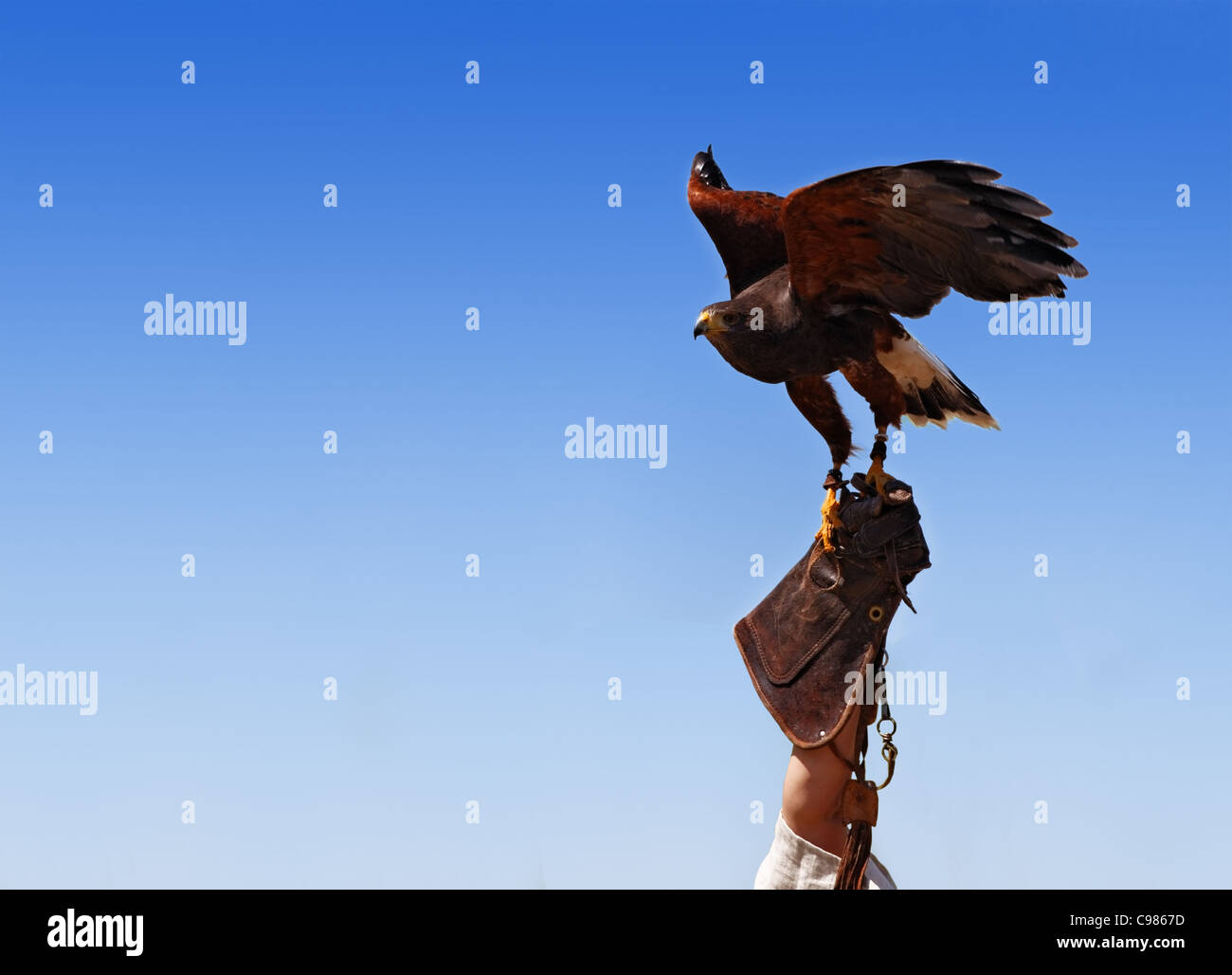 Image of a bird tamer's hand with a bird of prey, against a blue sky ...