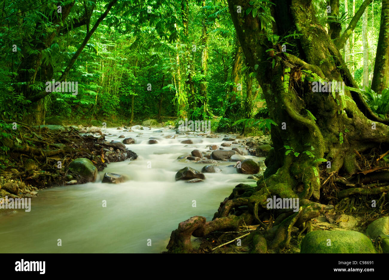 Tropical rainforest and river at Selangor State, Malaysia, Asia Stock ...