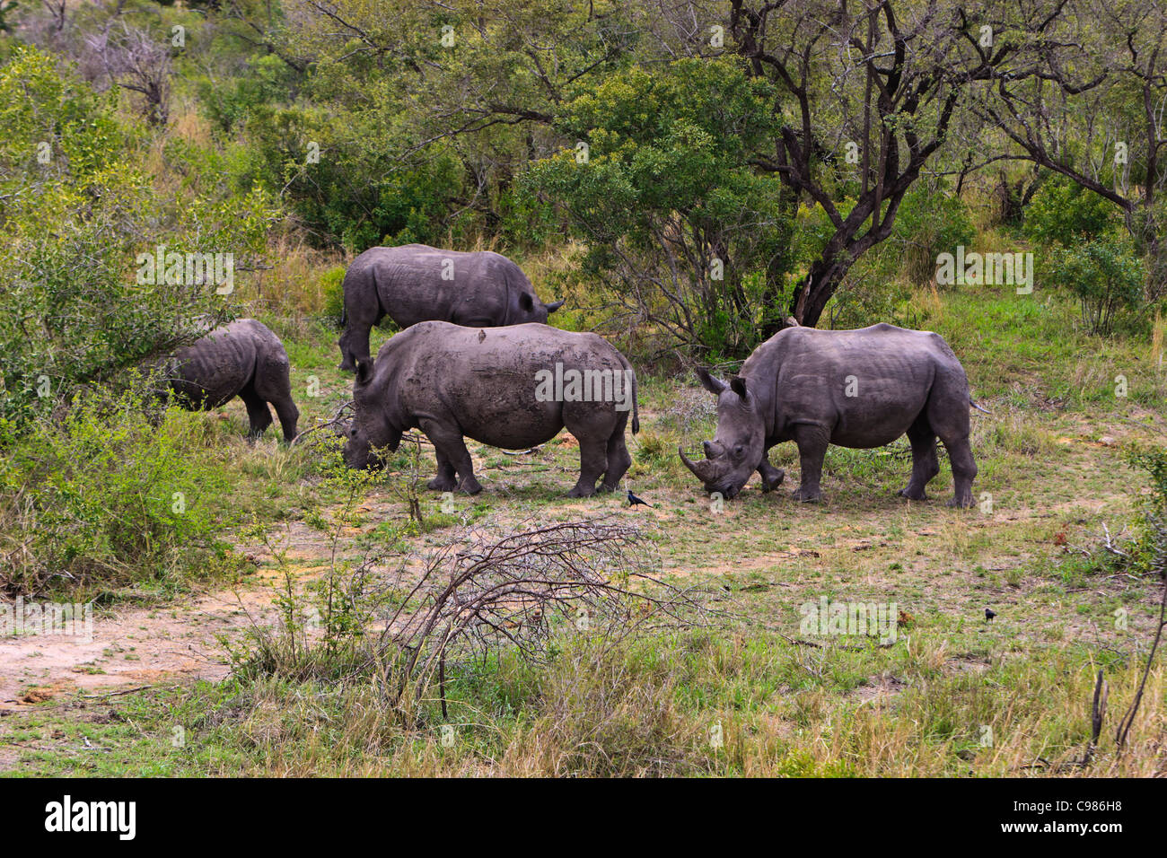 Crash of rhinos hi-res stock photography and images - Alamy