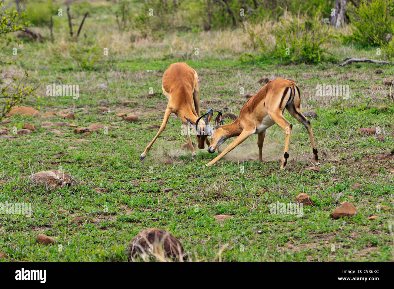 Two adult impala rams fighting for dominance hi-res stock photography ...