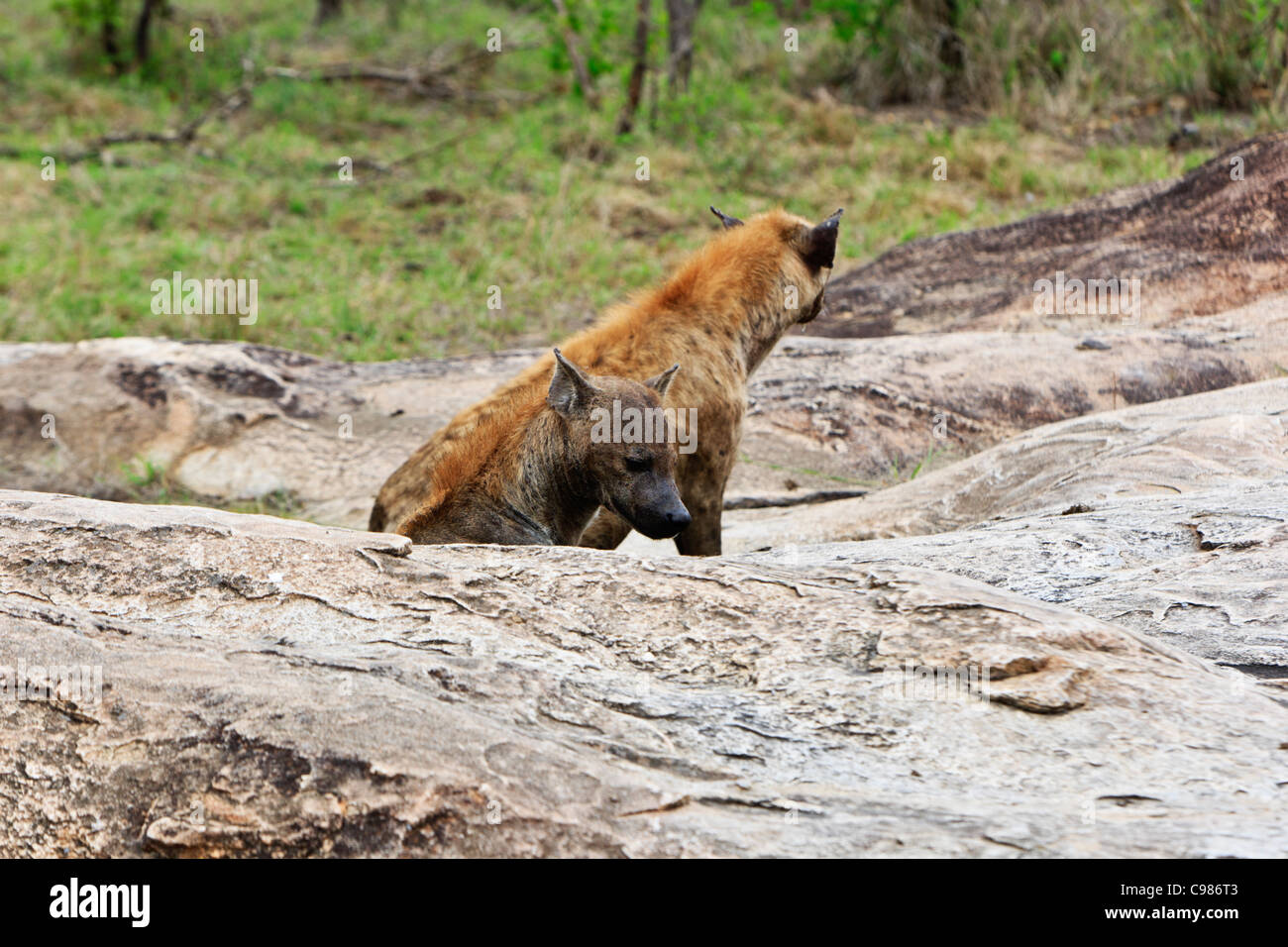 Hyenas "Crocuta crocuta" relaxing in water puddles in a granite rock ...