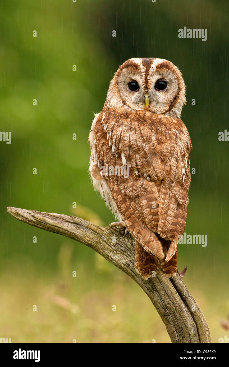Tawny Owl on a tree branch Stock Photo - Alamy