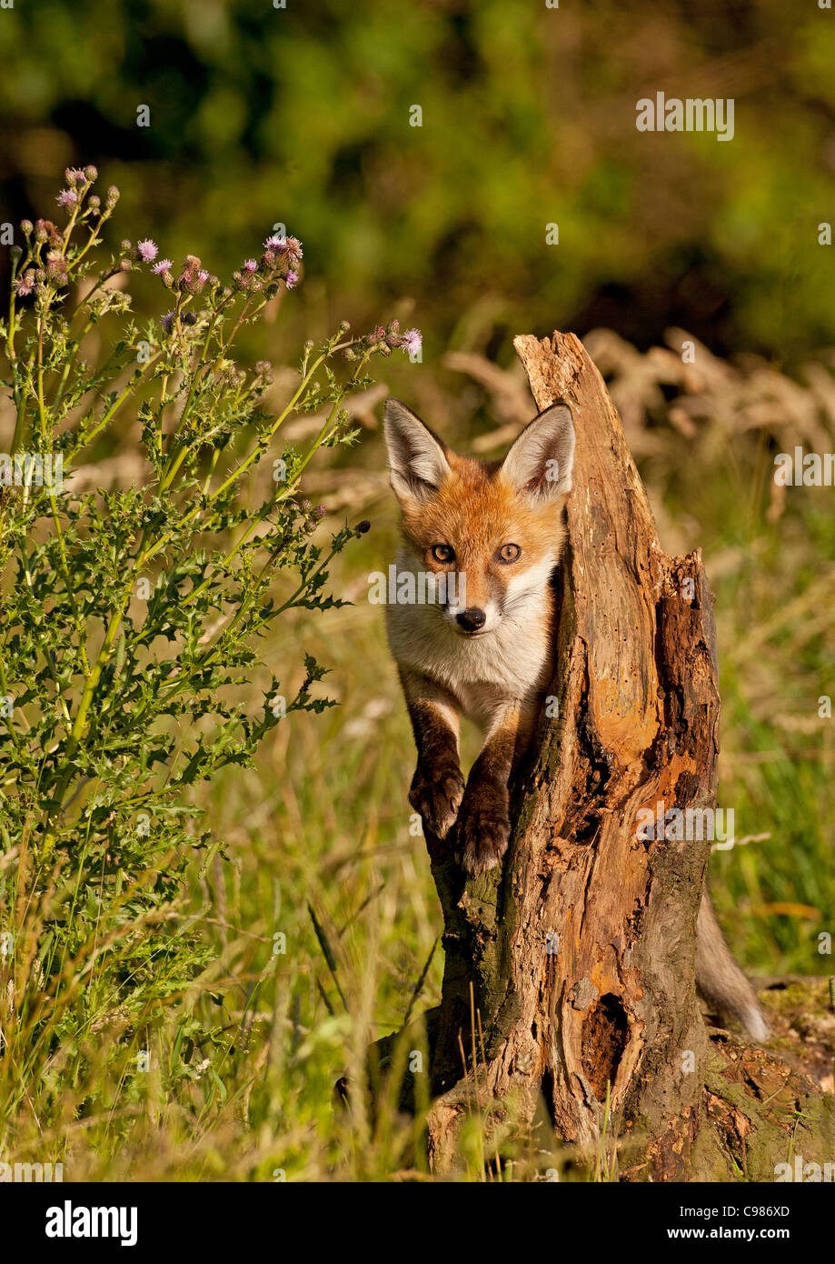 Fox log hi-res stock photography and images - Alamy