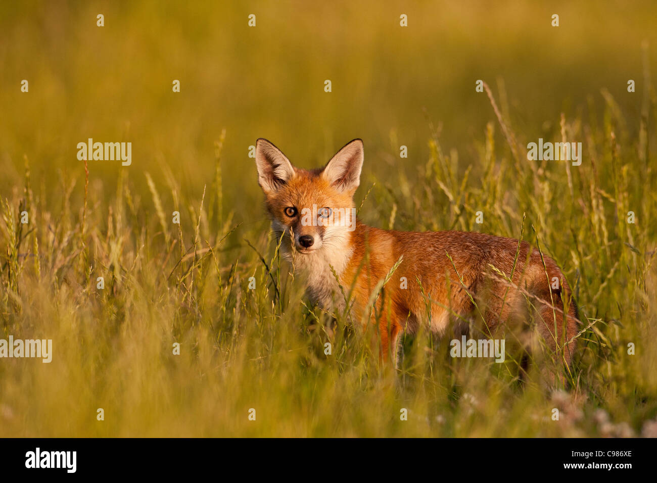 Red fox in grass hi-res stock photography and images - Alamy