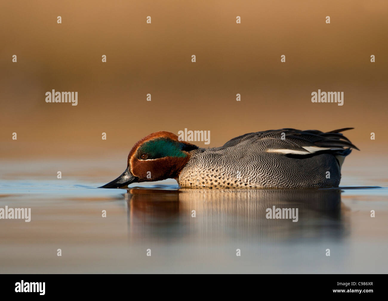 Low level teal hi-res stock photography and images - Alamy