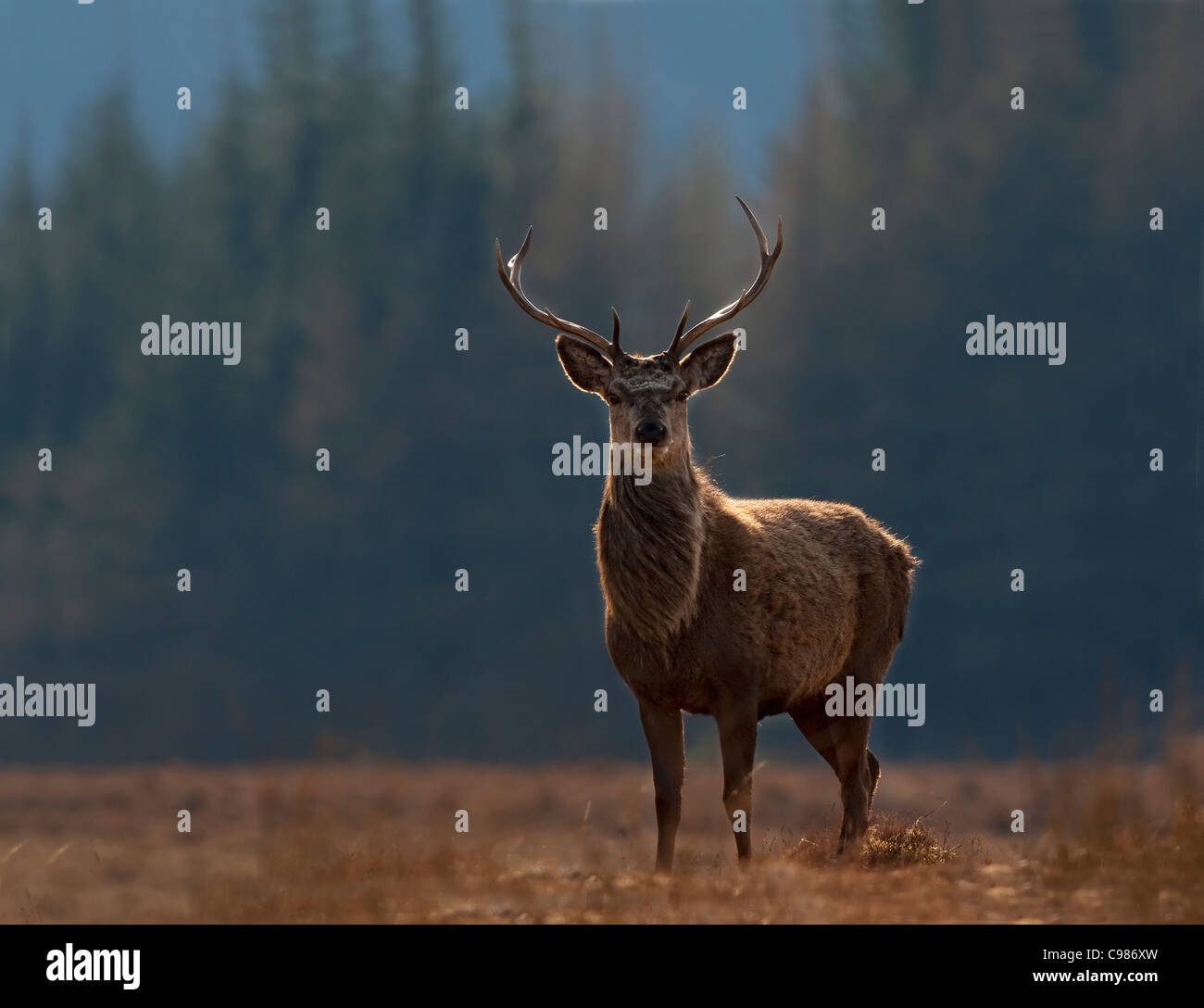 Magnificent Red Deer Stag Stock Photo - Alamy