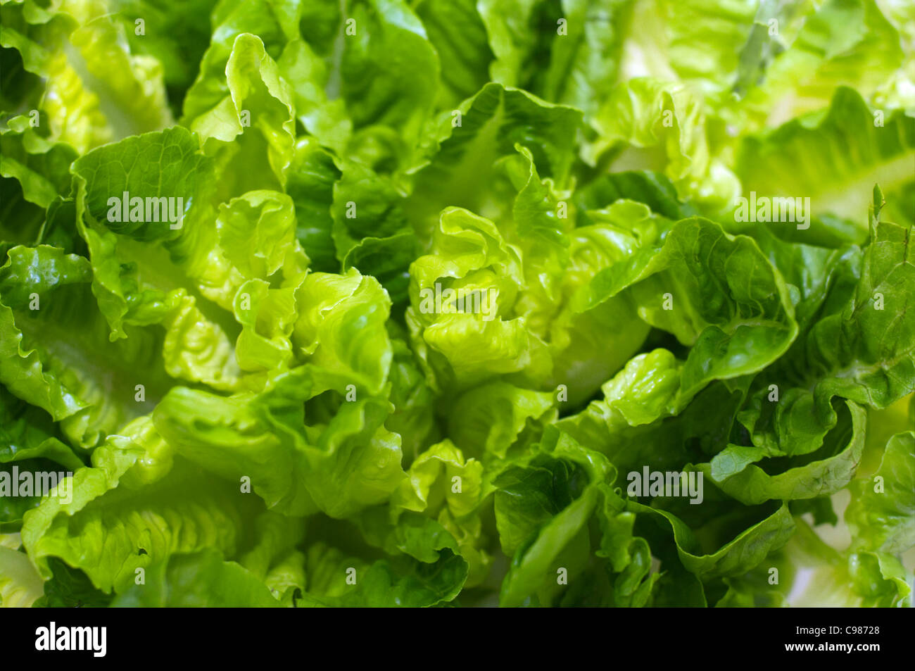 Full frame close up photo of a Butterhead Lettuce Stock Photo - Alamy
