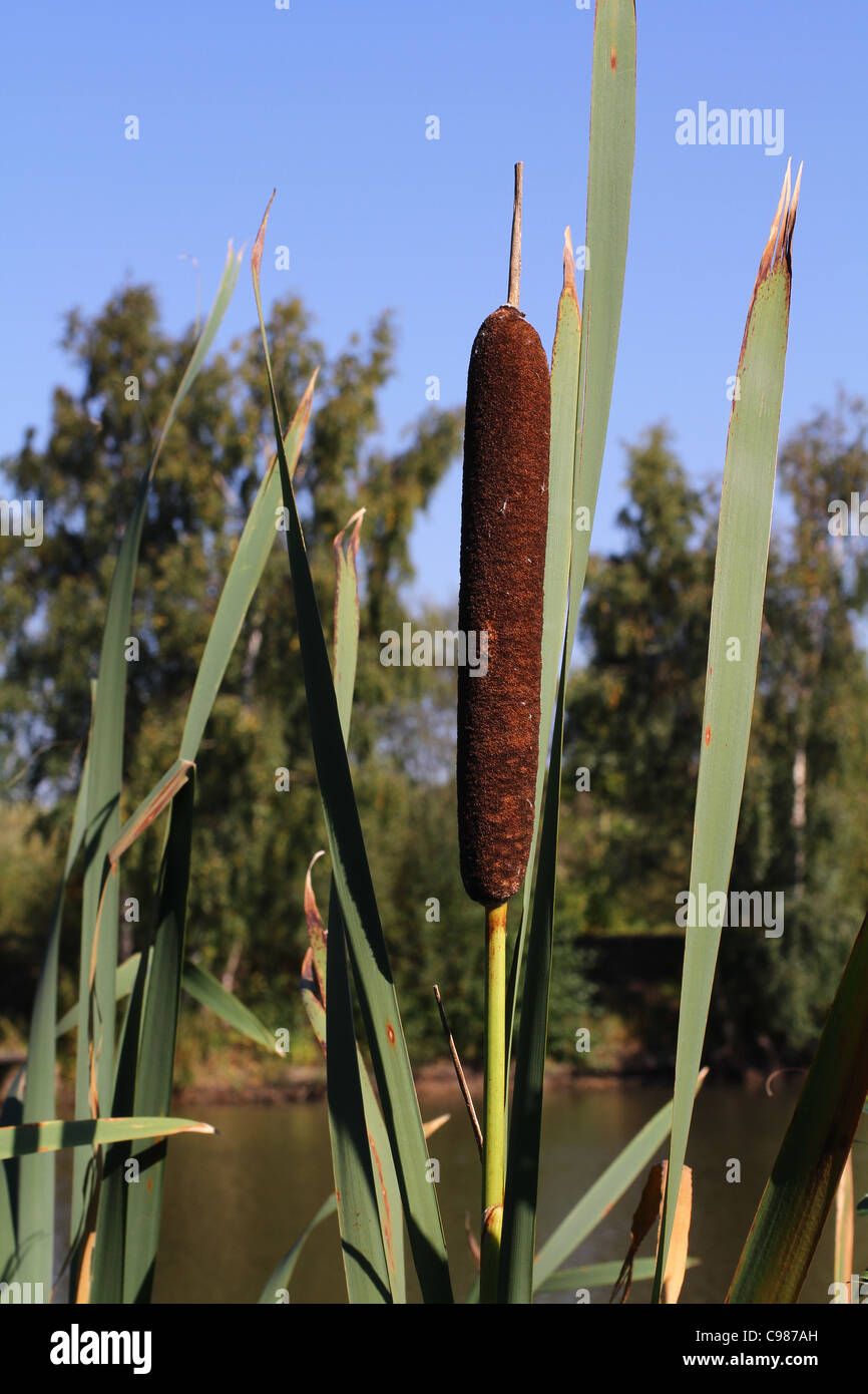 Bullrush hi-res stock photography and images - Alamy