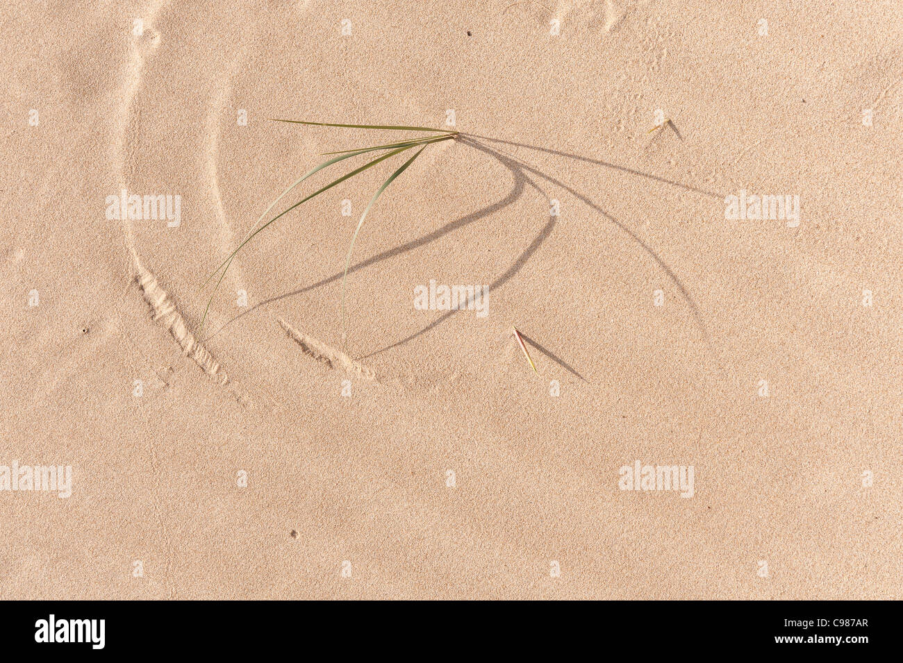 Patterns created in drifting sand from wind moving grass and small ...