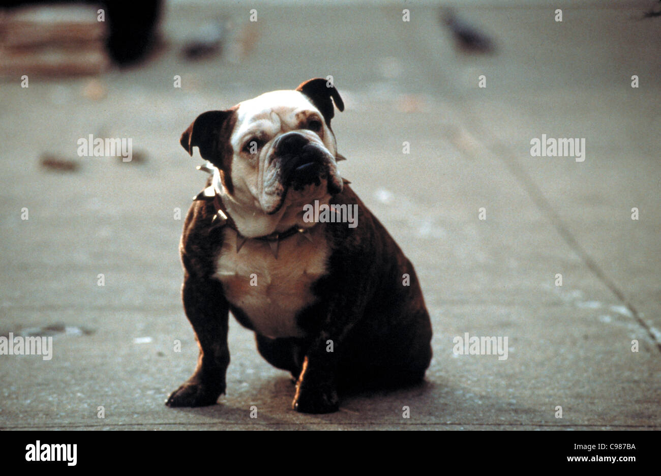 Dog little nicky hi-res stock photography and images - Alamy