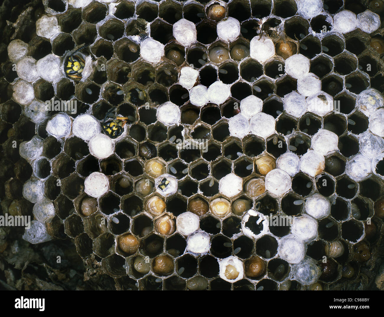 Cut away view of wasp nest with egg, pupa grub and adult Stock Photo ...