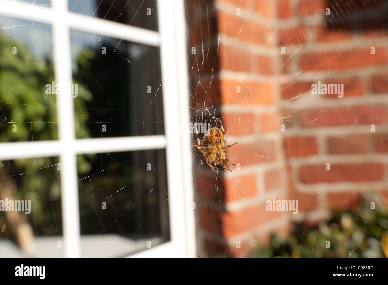 Common garden spider making a large web outside front window of brick ...