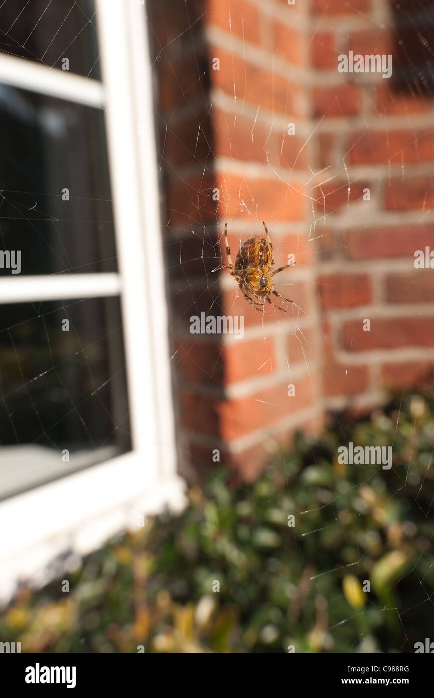 Common garden spider making a large web outside front window of brick ...