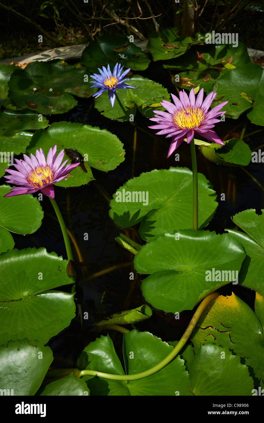 Tropical lily ponds hi-res stock photography and images - Alamy