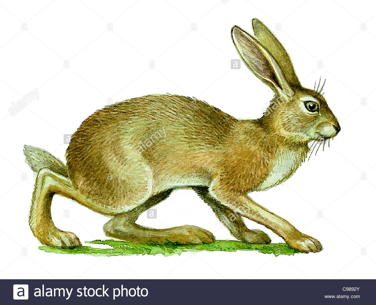 Tolai Stock Photos & Tolai Stock Images - Alamy