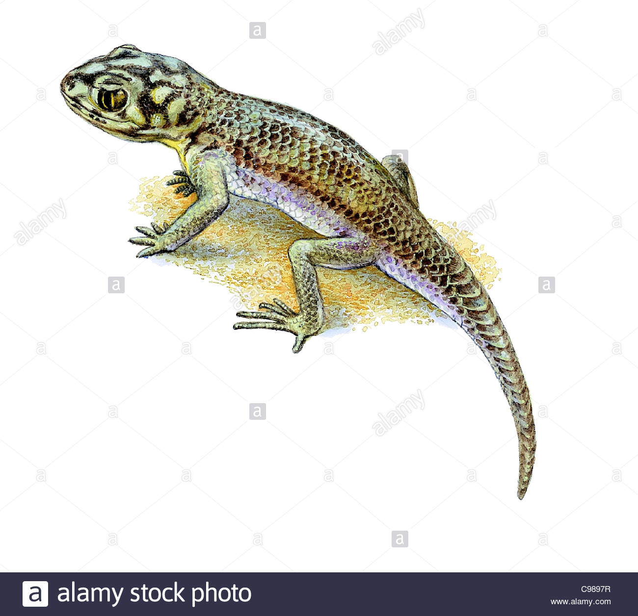 Scincus Scincus Stock Photos & Scincus Scincus Stock Images - Alamy