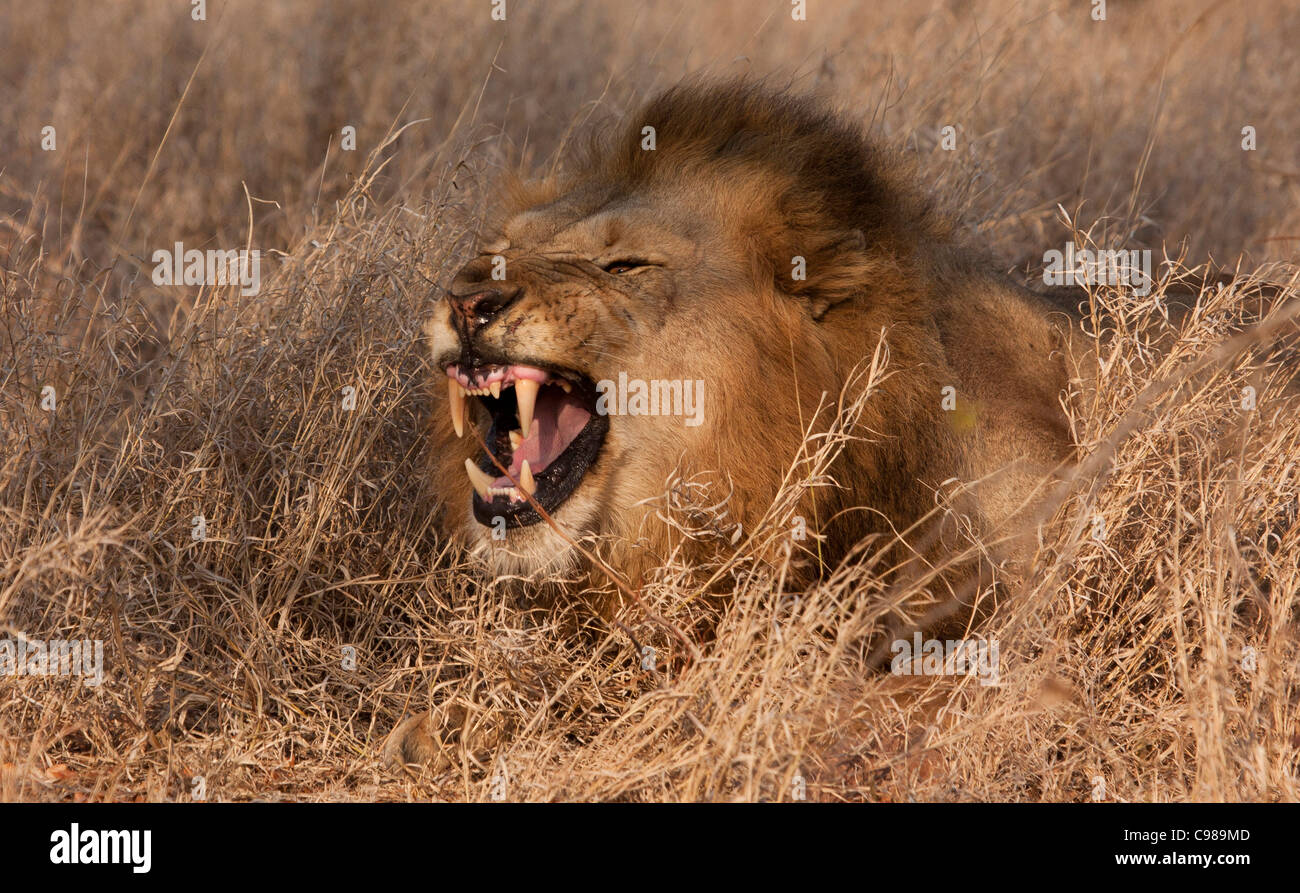 Lion Snarl Side Lion Snarl Wall Art For Sale | Redbubble