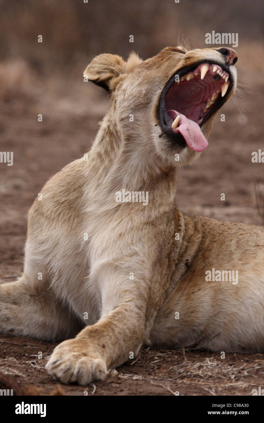 Yawning lion hi-res stock photography and images - Alamy