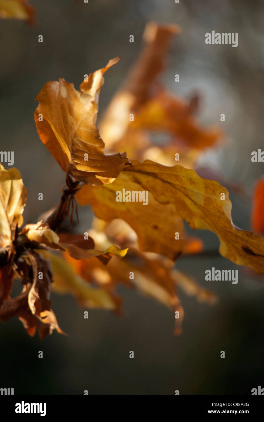 Autumn colorful leaves blown by wind, dark background and sunlight ...