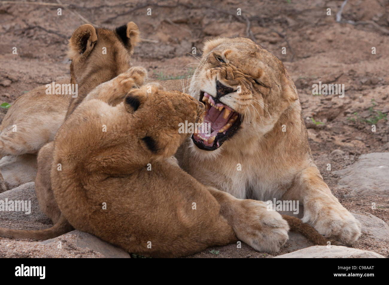 Lioness snarling aggressively at cub Stock Photo - Alamy