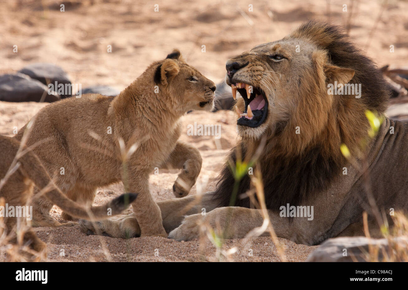 Lion cub and maned lion hi-res stock photography and images - Alamy
