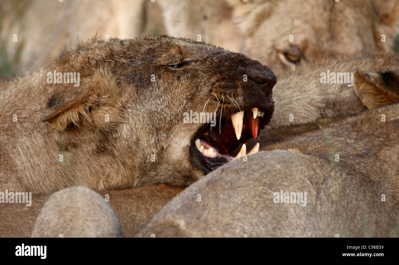 Lioness with bloody face snarling Stock Photo - Alamy