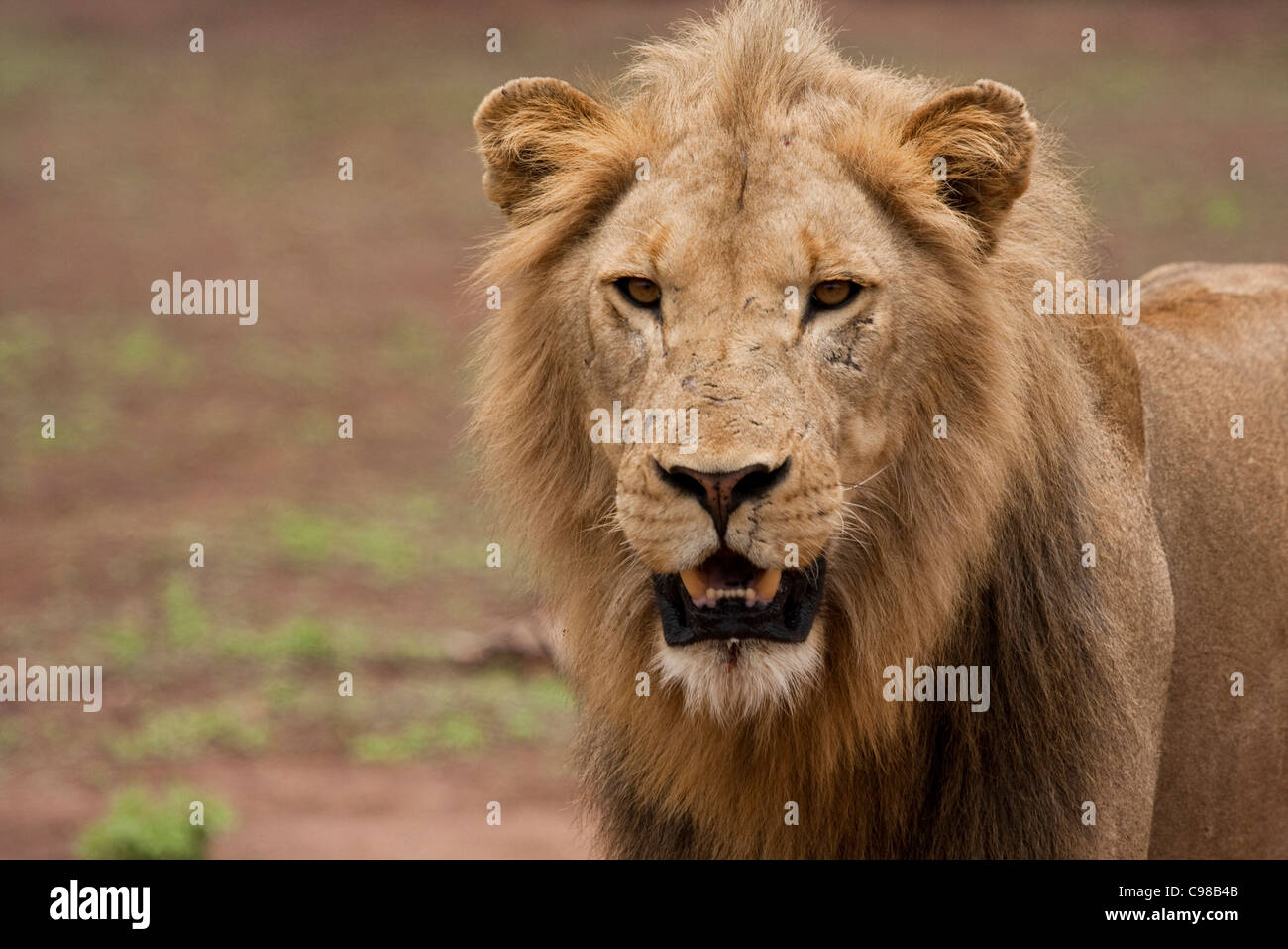 Close up young male lion hi-res stock photography and images - Alamy