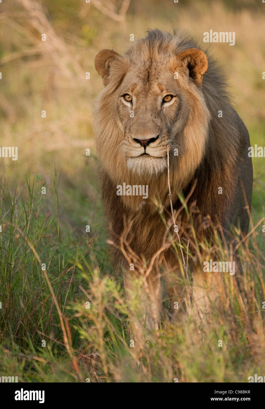 Portrait of a male Lion Stock Photo - Alamy