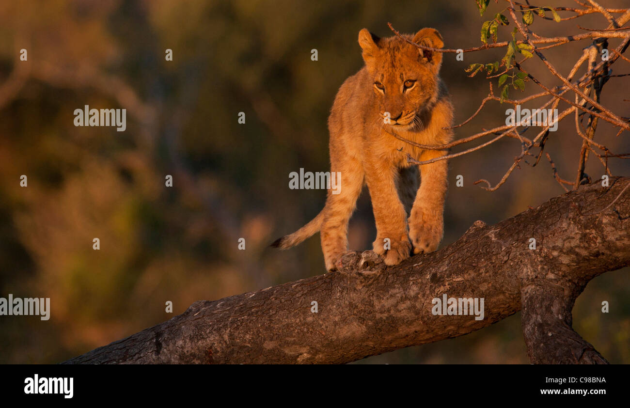 Cute cub lion hi-res stock photography and images - Alamy