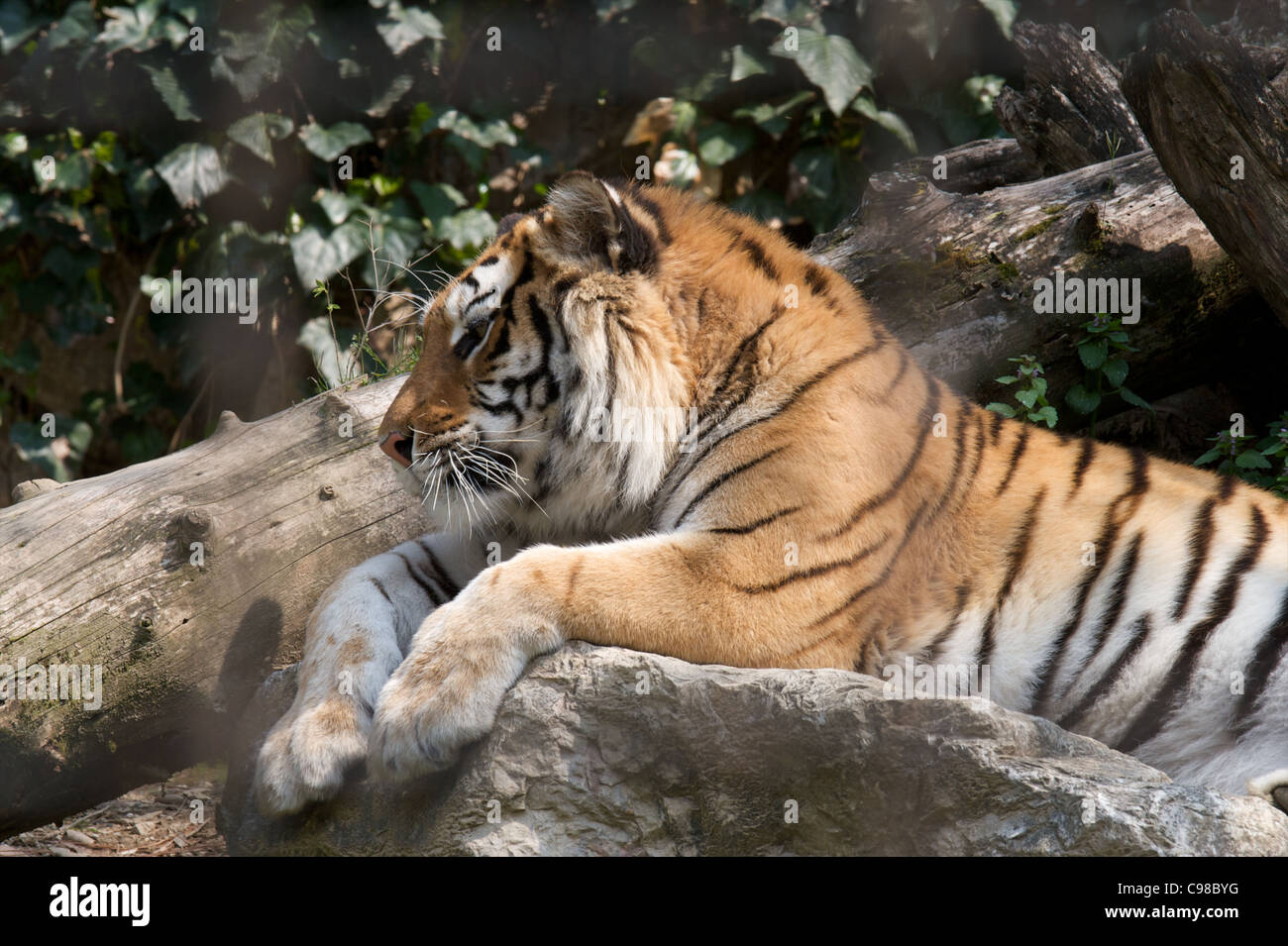 Tiger in berlin zoo hi-res stock photography and images - Alamy