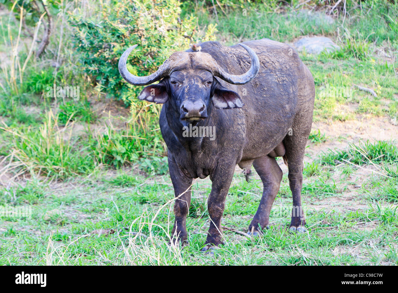 Buffalo "Syncerus caffer" bull. These lone bulls are often referred to ...