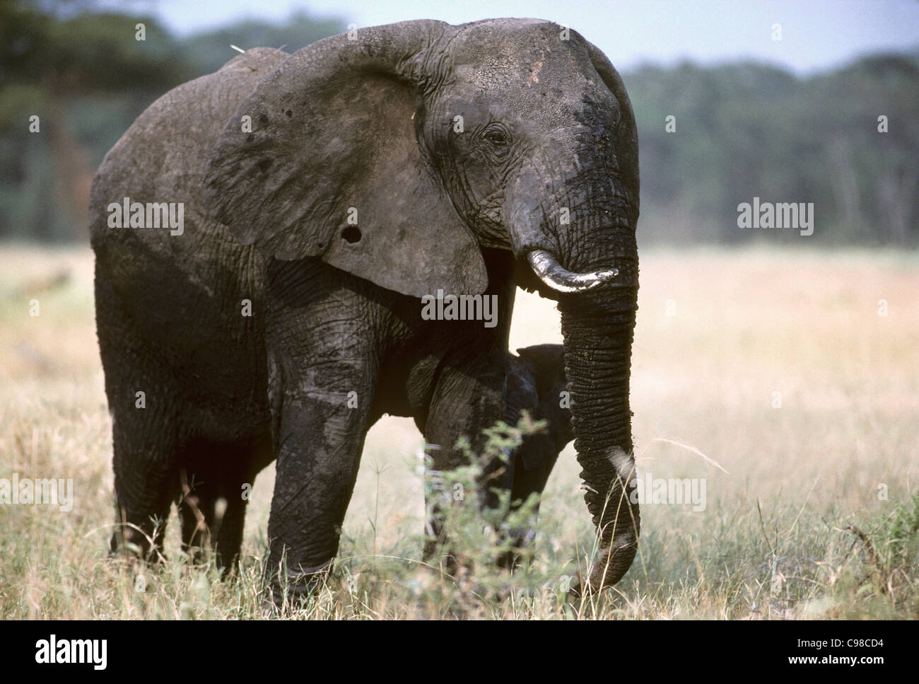 African elephant with baby and hole in its ear Stock Photo - Alamy