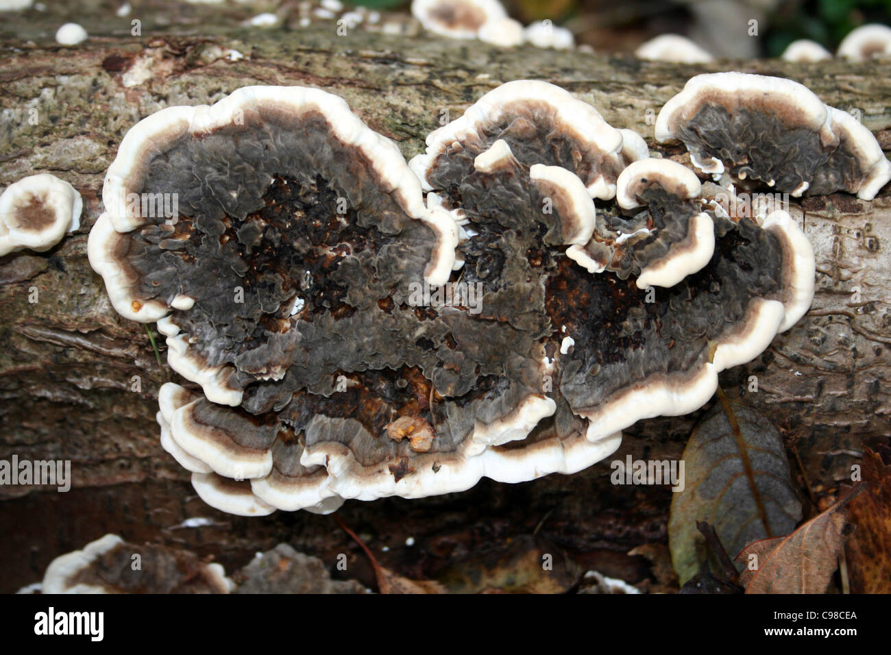 Bjerkandera adusta hi-res stock photography and images - Alamy