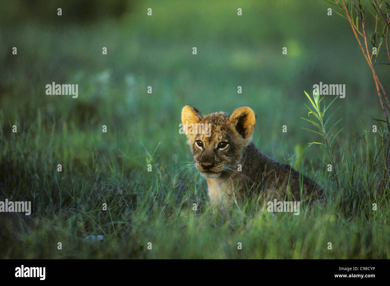 Lion cub (Panthera leo Stock Photo - Alamy