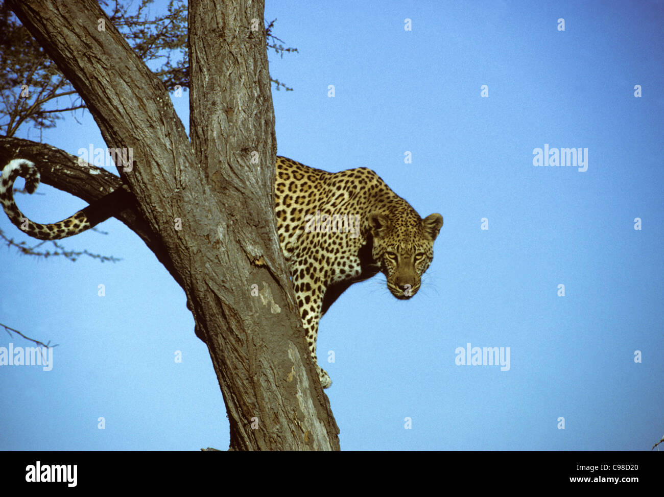 Leopard in tree (Panthera pardus Stock Photo - Alamy