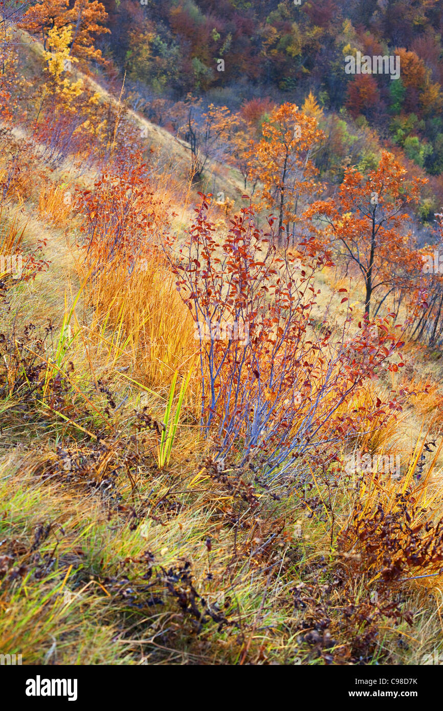 Dying autumn trees in colorful forest hi-res stock photography and ...